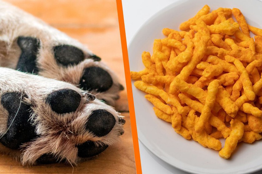 Por qué las patitas de los perros huelen a Cheetos: la explicación ...