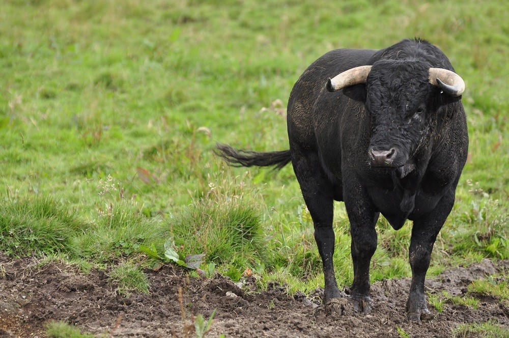 Lo que la prohibición de matar al Toro de la Vega supone, en 9 cifras