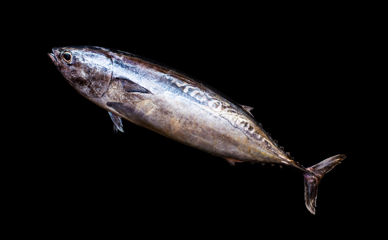 Reivindicando la melva, el otro gran pescado azul de nuestras costas ...