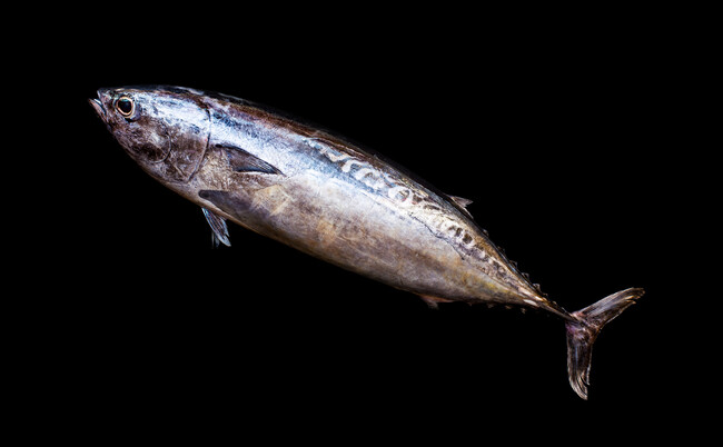 Reivindicando la melva, el otro gran pescado azul de nuestras costas ...