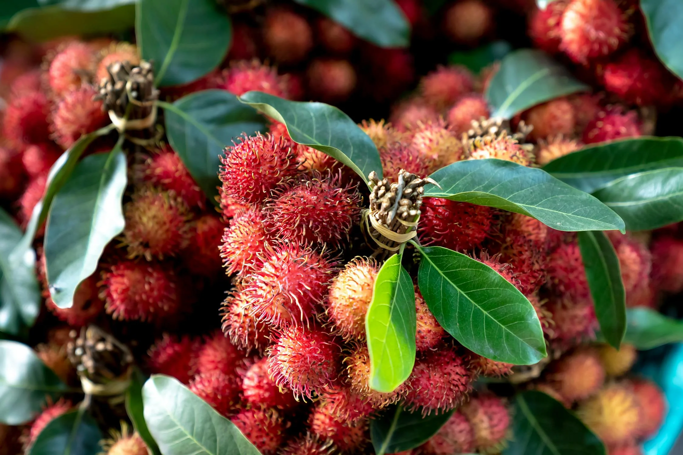 Rambután, una joya exótica que debes conocer cuanto antes: qué es ...