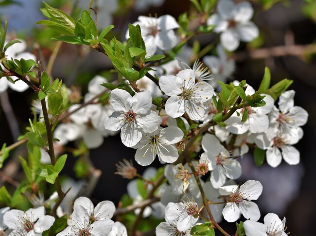 Descubre la endrina, la rica fruta silvestre más allá del pacharán ...