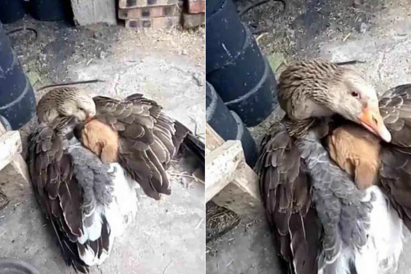 ¿Existe el genuino altruismo entre los animales? Esto es lo que sabe la ...