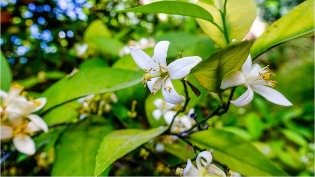 Qué es la flor de azahar y por qué están recomendando consumirla los ...