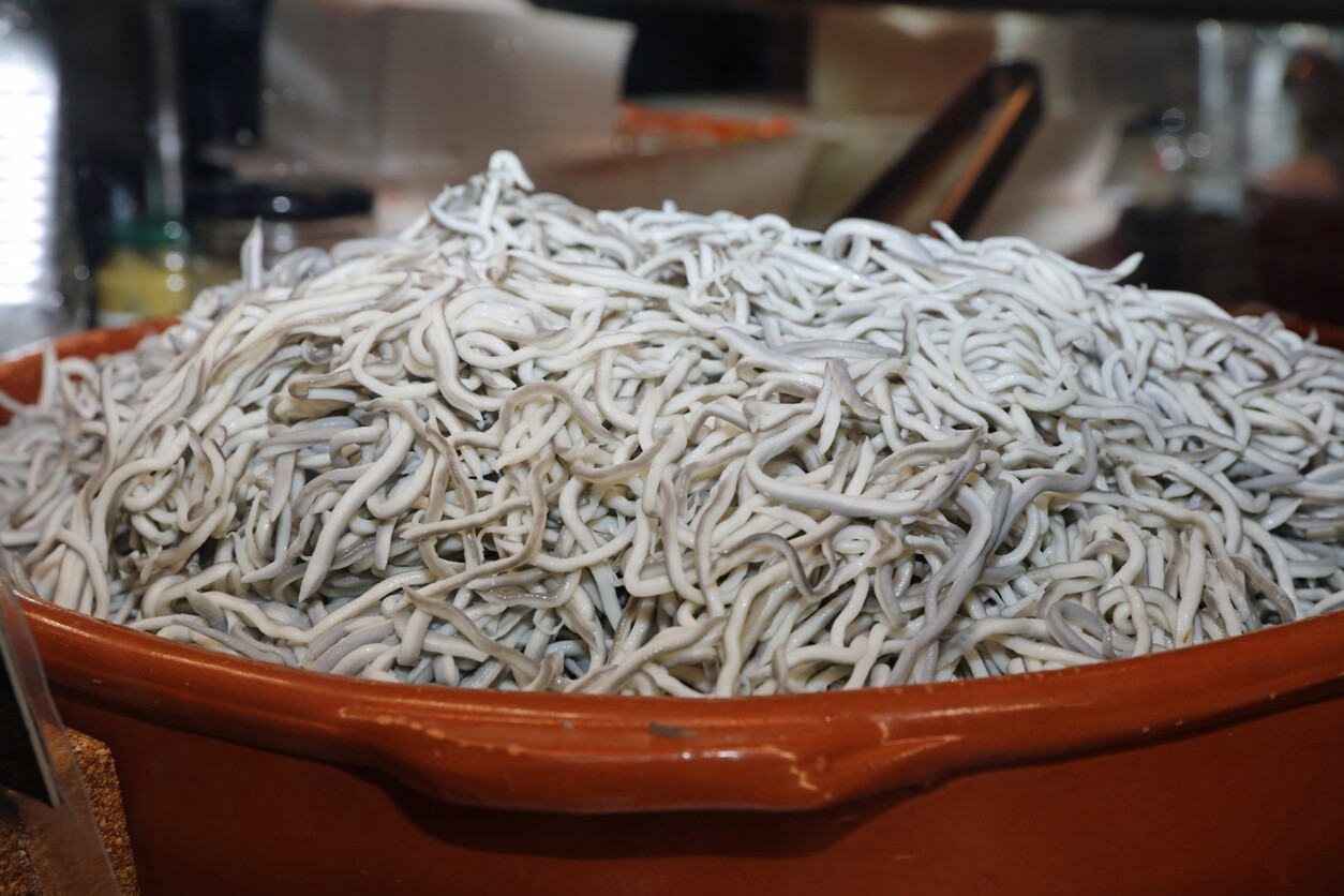 El mejor momento de la angula, un pescado de temporada tan exclusivo ...