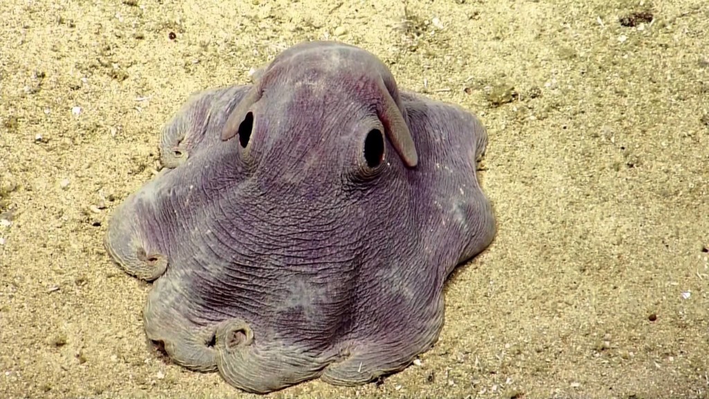 7 especies de pulpo que demuestran por qué son los animales más monos ...