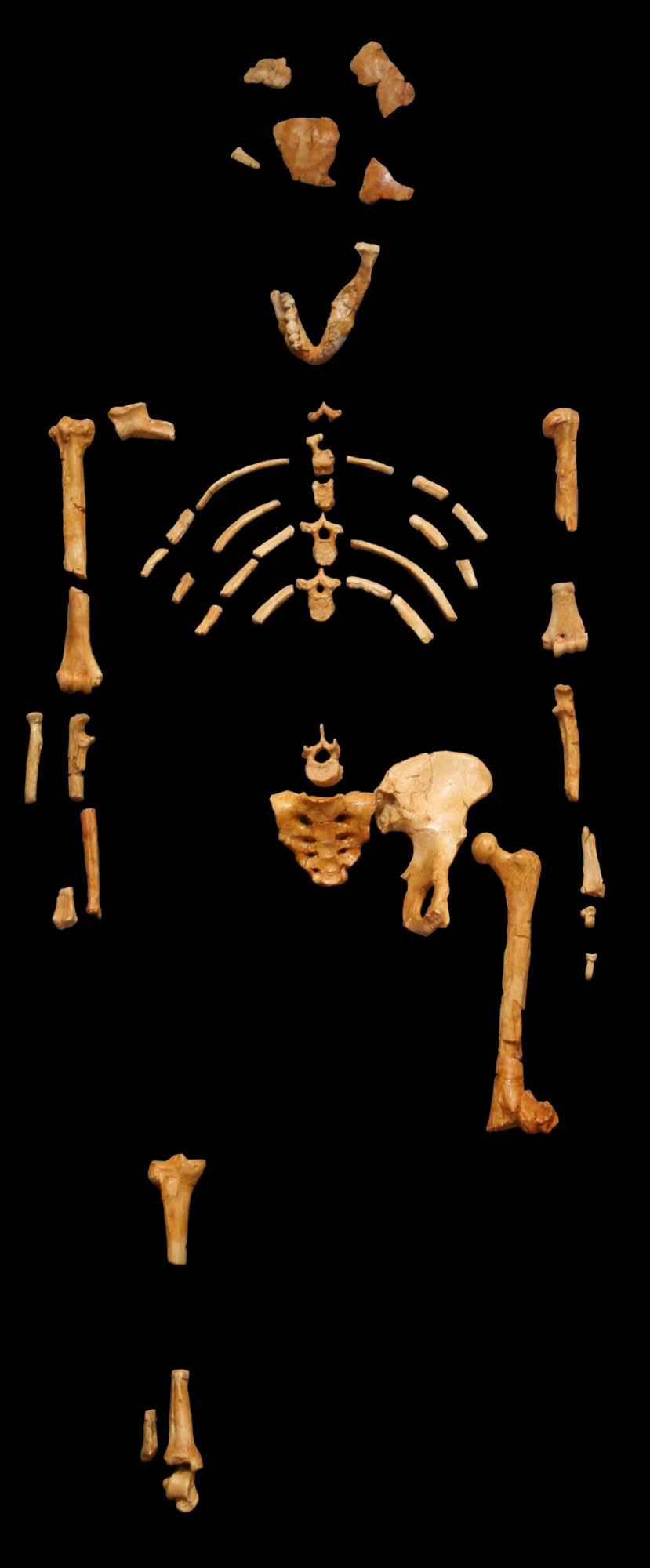 41 años con Lucy la australopithecus: el fósil más famoso del mundo