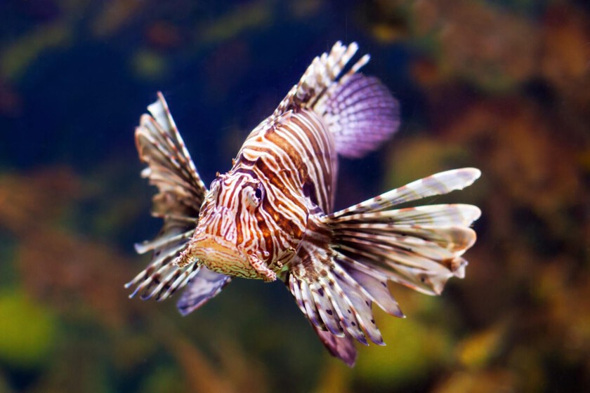 Ya ha llegado al Mediterráneo y es uno de los peces más invasores que ...