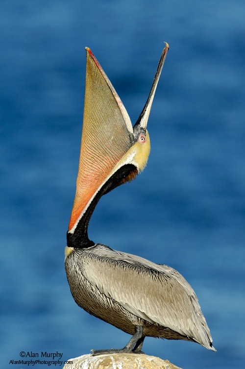 Descubriendo fotógrafos: Alan Murphy