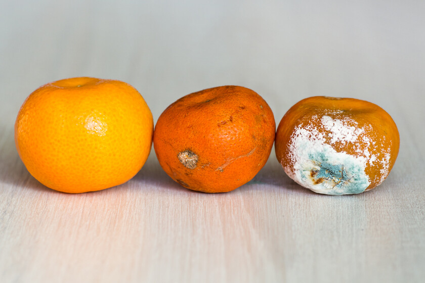 Qué es el moho, por qué aparece en nuestros alimentos y cuándo puede ...