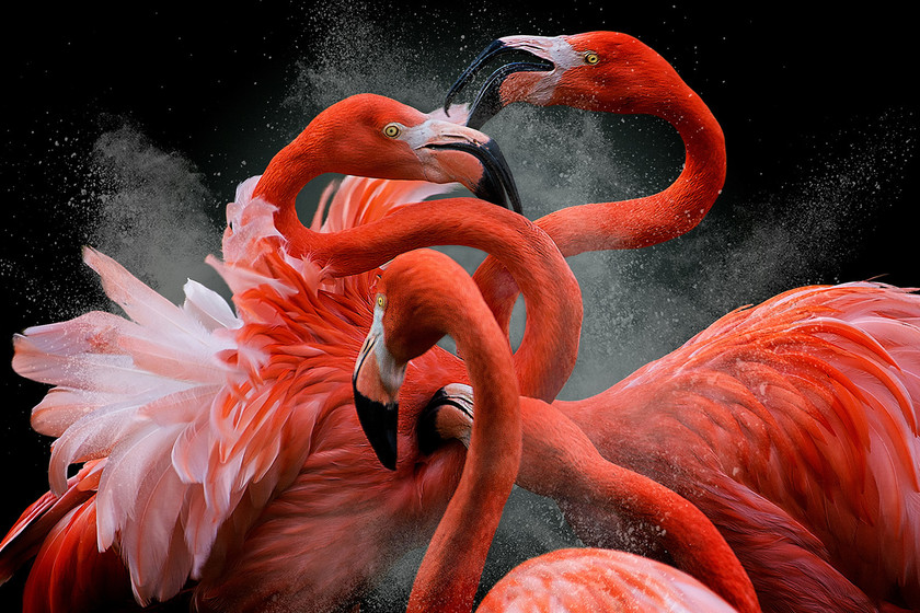 Mejores fotos de aves según el concurso ‘Bird Photographer of the Year ...
