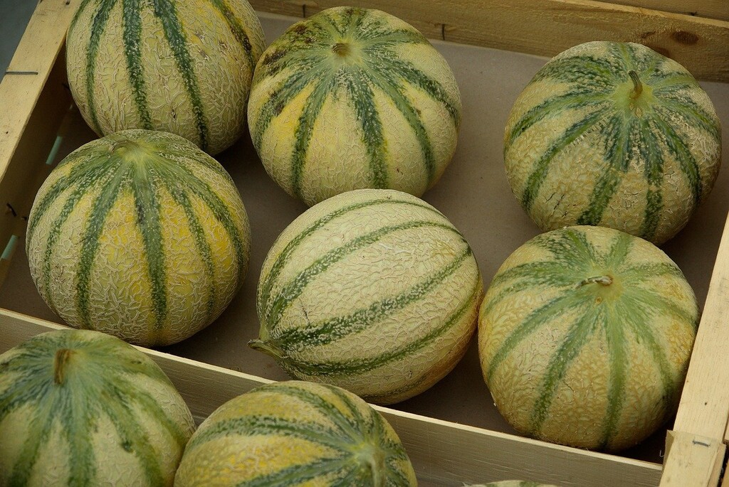 Ni dar palmaditas ni menearlos: cómo distinguir un buen melón y acertar ...