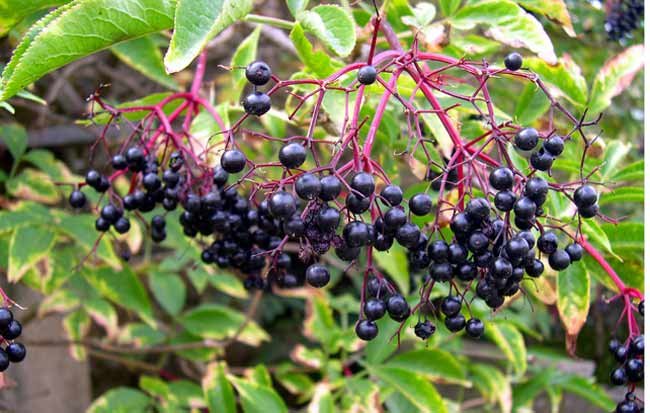 Poder medicinal del sauco