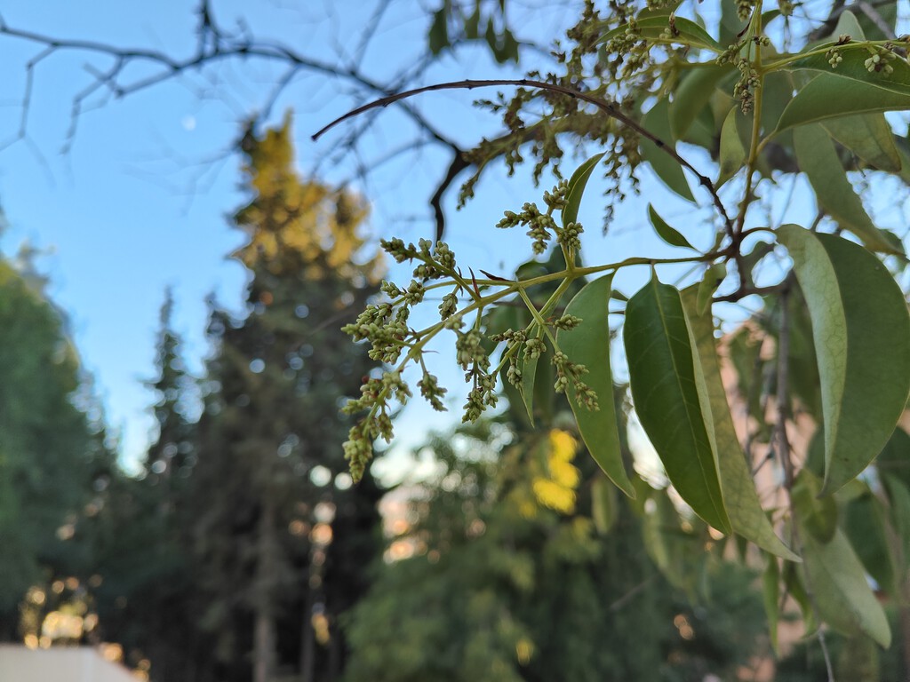 OnePlus 10T, análisis: review con características, precio y ...