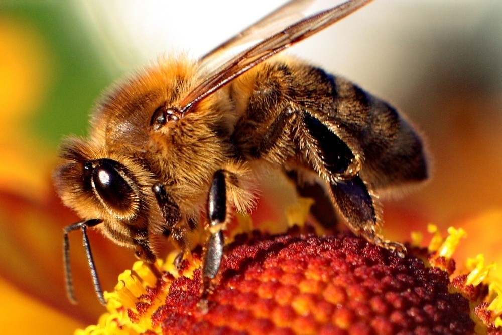 Colombia busca salvar a las abejas con un proyecto de Ley