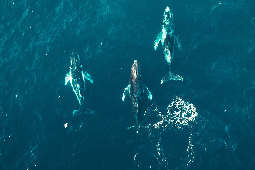 Hay científicos utilizando drones e inteligencia artificial para salvar ...