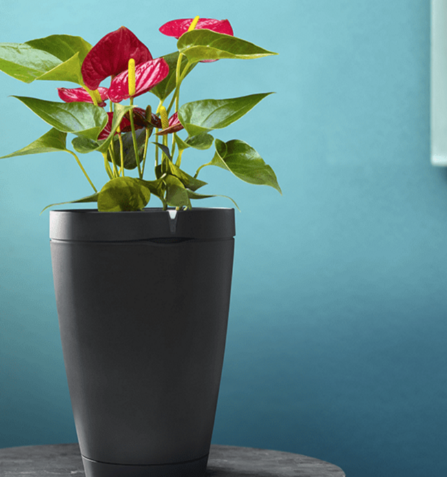 Esta es la maceta inalámbrica Parrot Pot que te ayuda a cuidar las ...