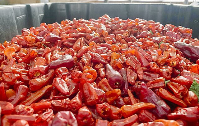 Cómo hacer tamales veracruzanos con chile comapeño con la receta y ...