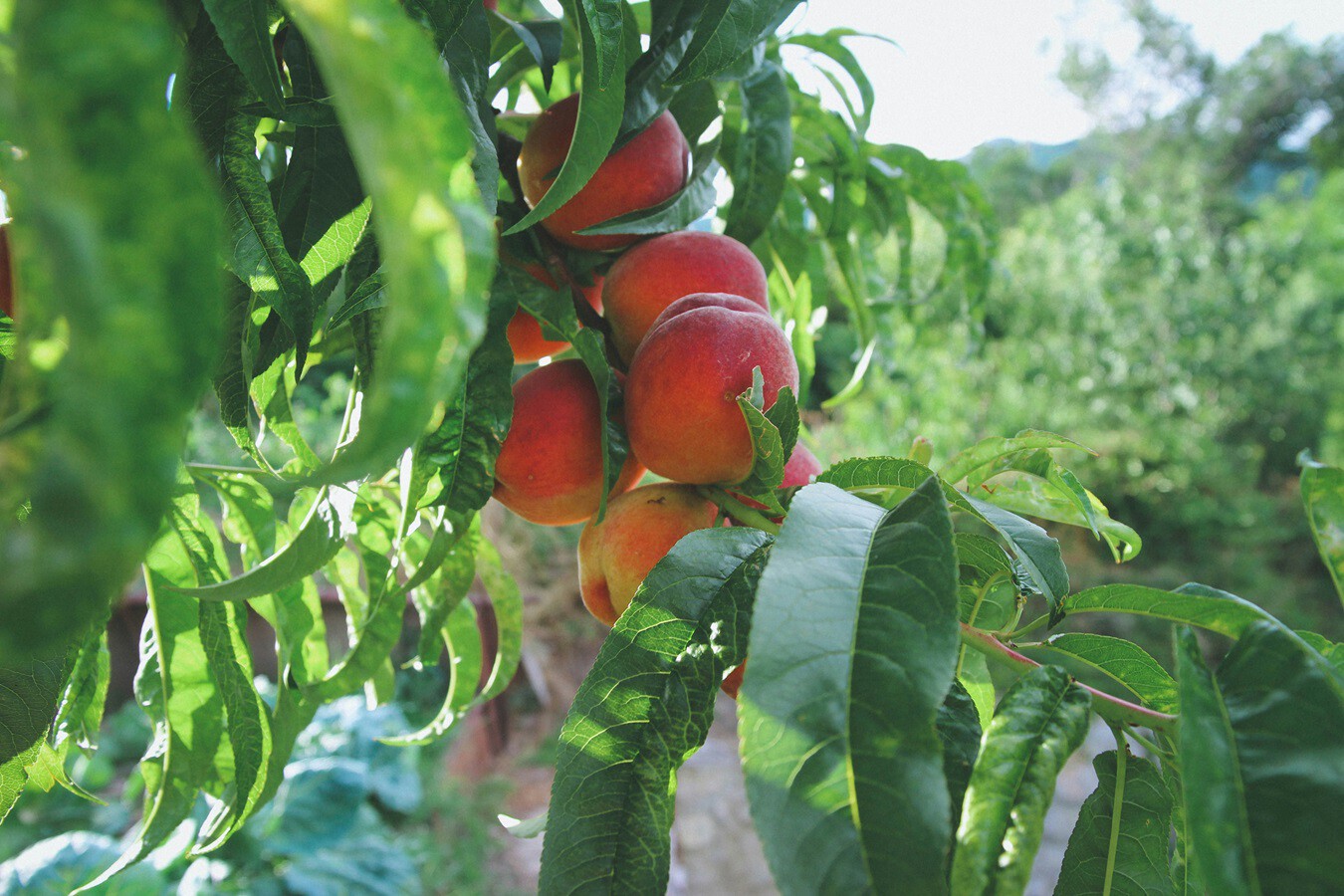Cultivar melocotoneros en el jardín es una tenencia al alza: así puedes ...