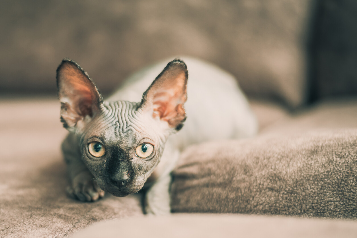 Esta raza de gato es una de las más peculiares y es apta para alérgicos