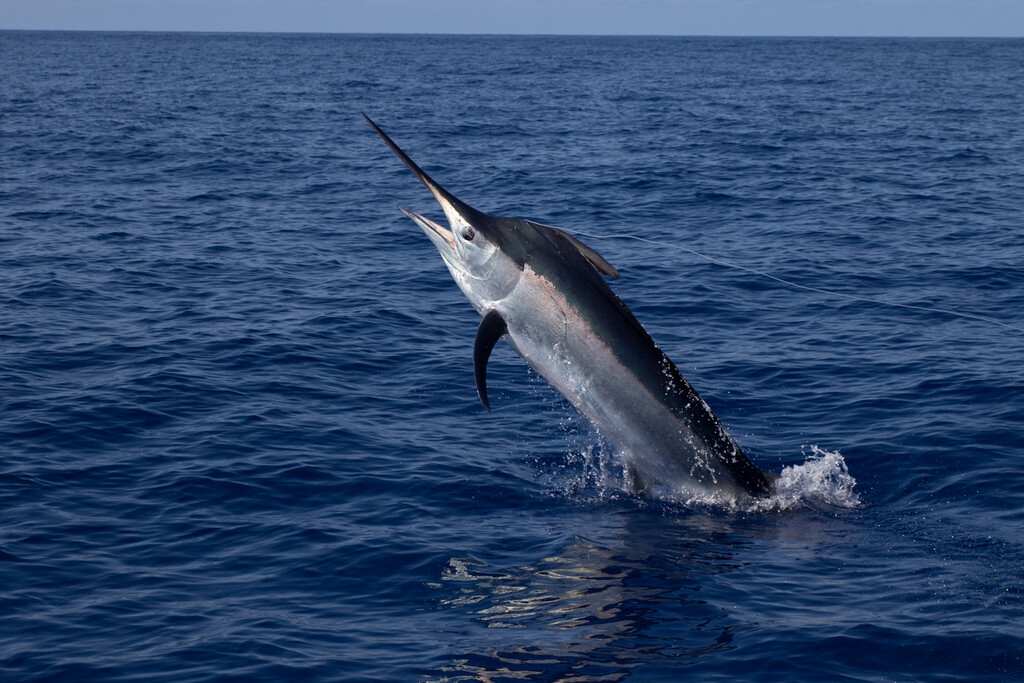 Pez espada o emperador: ¿son el mismo pescado?