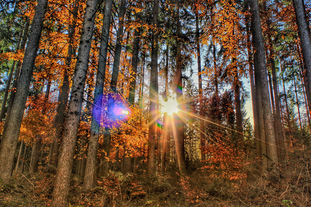 Incluir sol en las fotos puede ser buena idea trucos y consejos prácticos