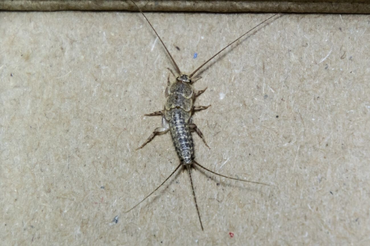 ¿Cómo eliminar los pececillos de plata? Consejos y recomendaciones para ...