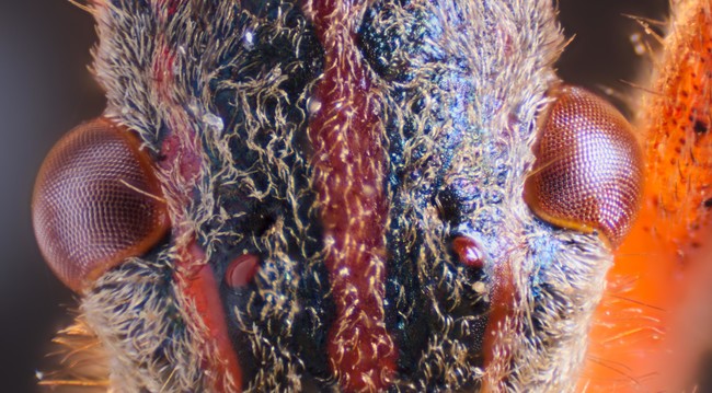 La misión imposible de controlar la plaga invasora que se está comiendo ...