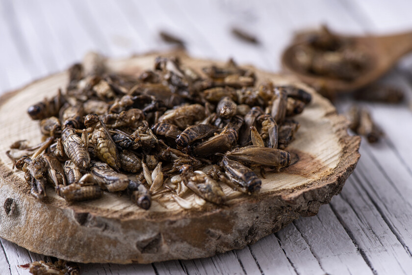 La Unión Europea aprueba la comercialización del grillo doméstico como ...