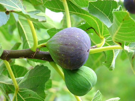 El higo, una fruta mediterránea muy rica en minerales