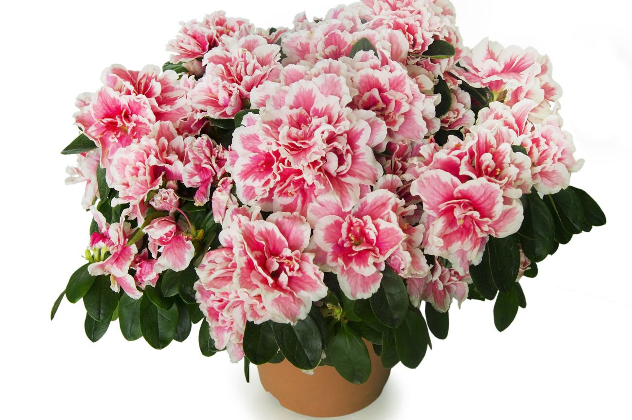 Las hojas de mis azaleas se están secando ¿Qué le sucede a esta planta ...