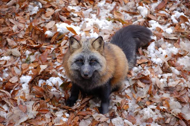 Si os gustó “Bailando con Lobos” tenéis que visitar el Zao Fox Village ...