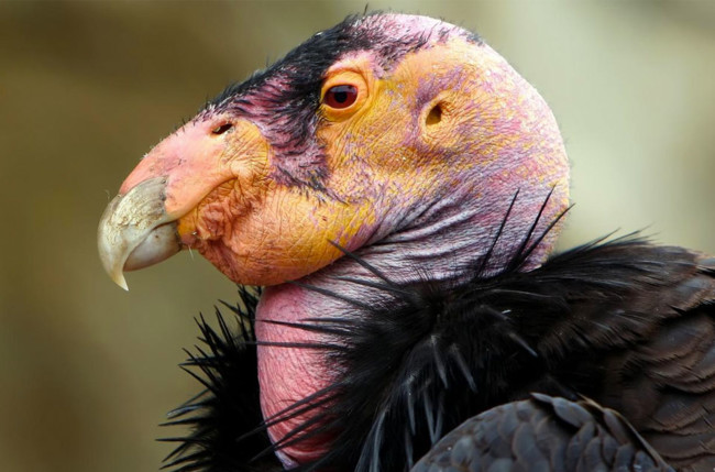 Por qué hay que adorar a los diez animales más feos del planeta