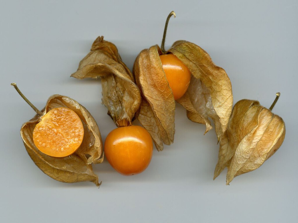 Qué es el physalis o alquequenje, la rica y saludable fruta tropical con forma de farolillo ...