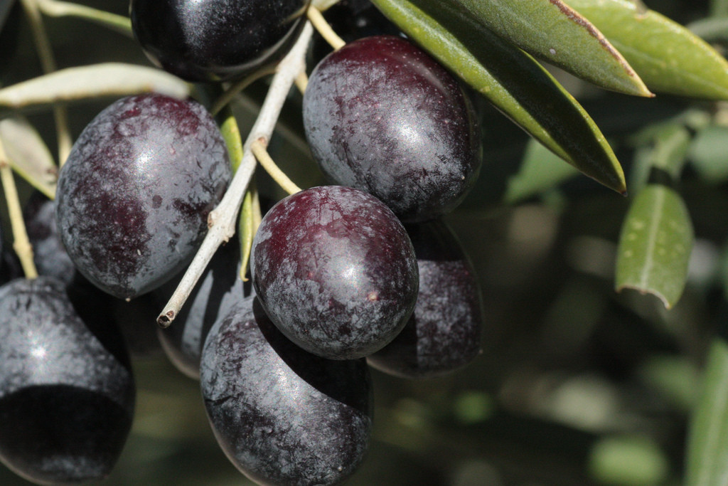 Saber combinar bien sabores amargos puede hacer maravillas por tus platos