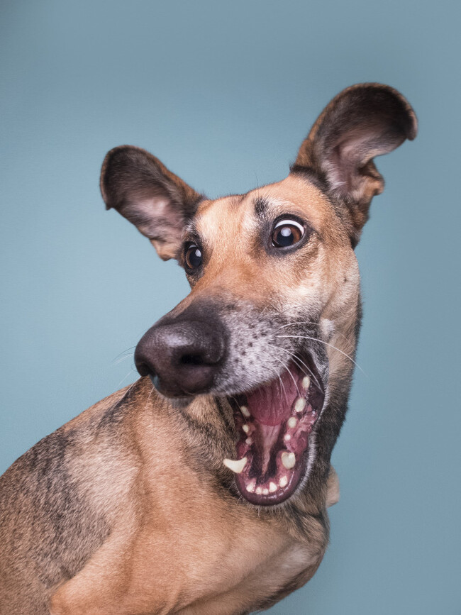 Este simpático galgo español es el protagonista de la foto ganadora del ...