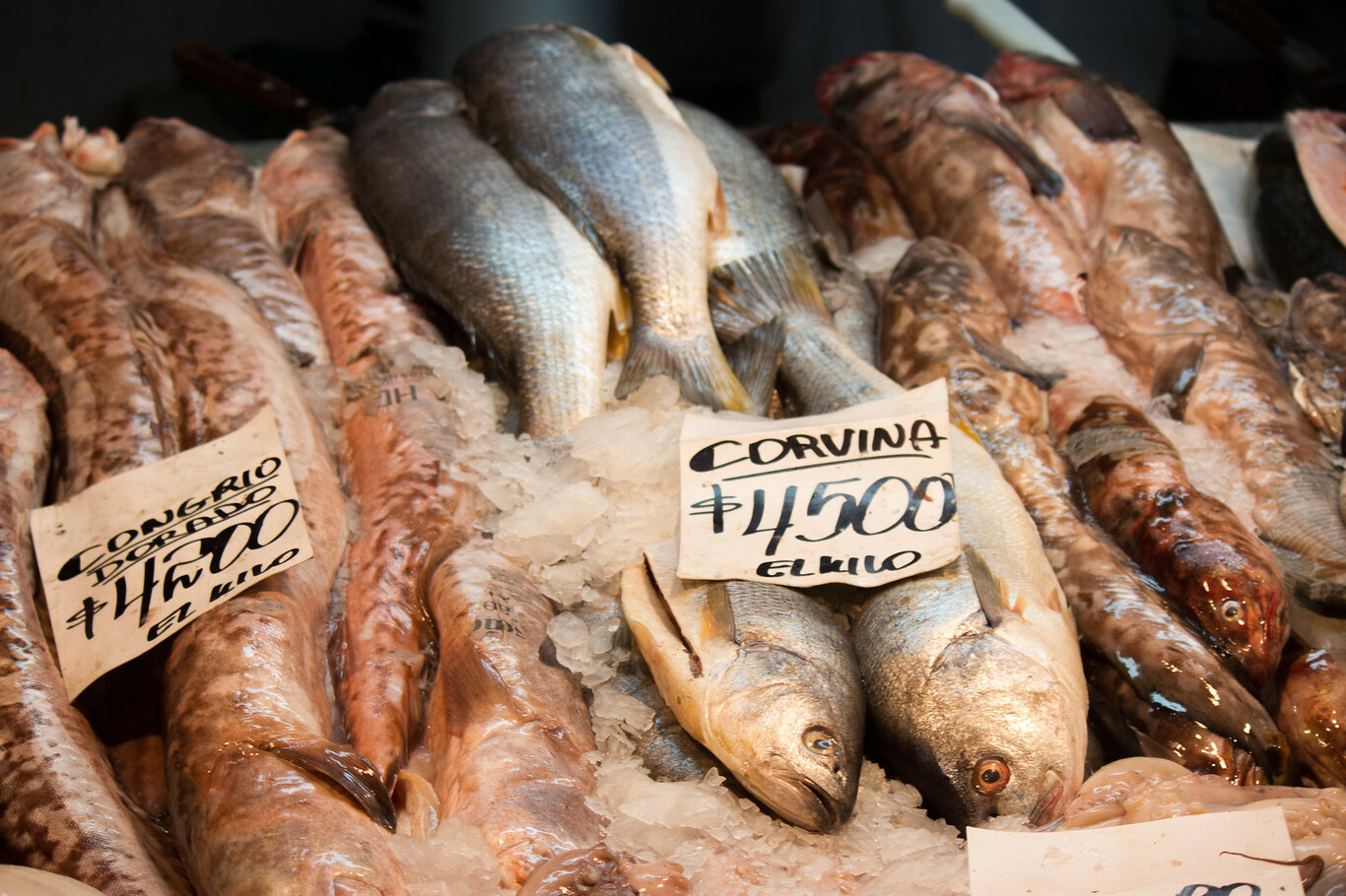 Cómo cocinar corvina: qué es; las mejores recetas fáciles y caseras ...