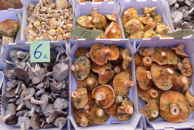 Níscalos o robellones: cómo seleccionar esta seta otoñal, propiedades ...