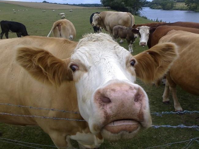 Boñigas de vaca en la India o la vaca como animal sagrado