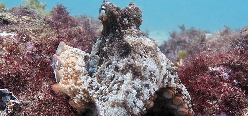 Octlantis, la ciudad subactuática de pulpos recién descubierta