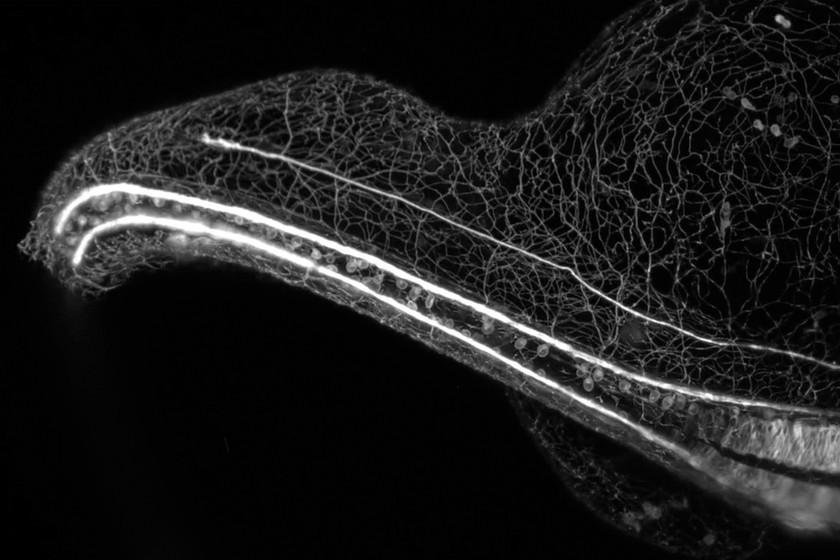 Una mirada única al fascinante mundo microscópico a través de los 26 ...