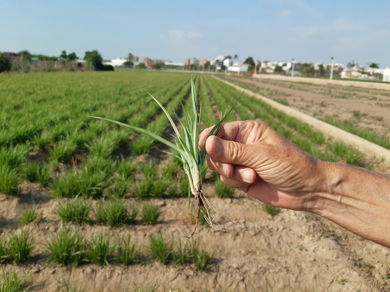 La chufa y sus usos más allá de la horchata valenciana: características ...