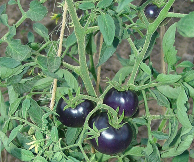 El tomate azul o morado, sus características y usos en la cocina