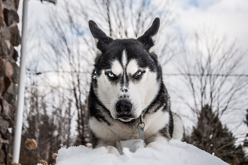El vídeo del perro hater que se mete con todos sus compañeros en la ...