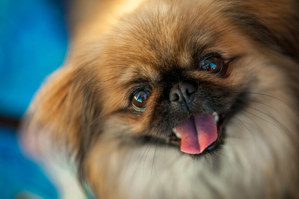 Todo sobre la raza de perro pequinés o pekinés: 13 fotos ...