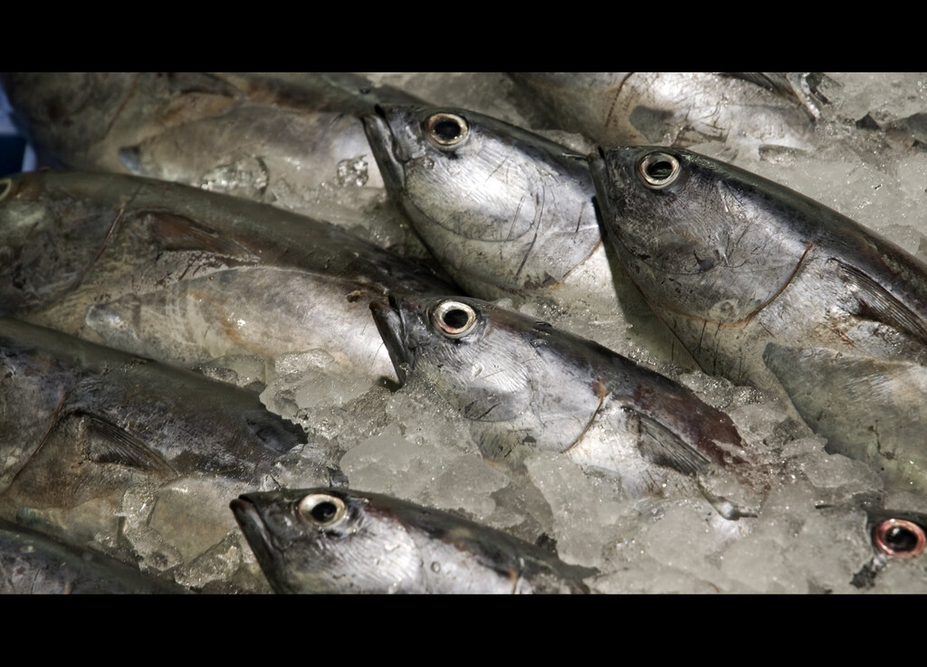 Reivindicando la melva, el otro gran pescado azul de nuestras costas ...