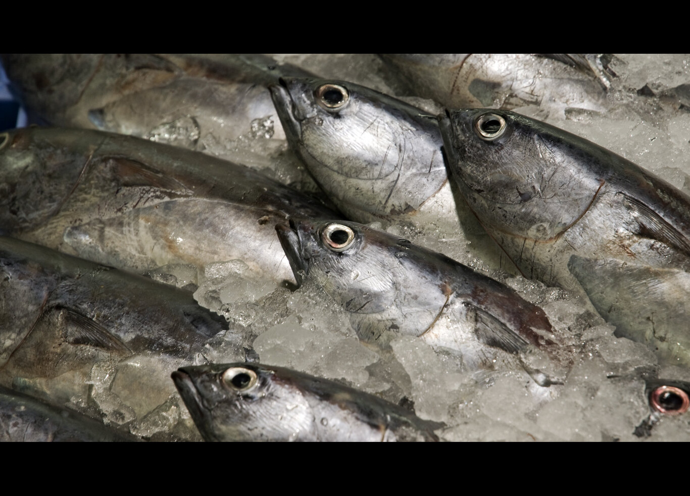 Reivindicando la melva, el otro gran pescado azul de nuestras costas ...