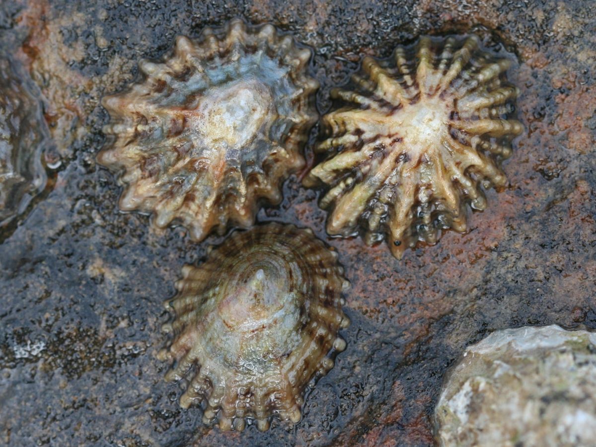 Qué es la llámpara o lapa, un molusco muy común en nuestras costas pero ...