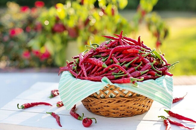 Semillas en Mexico Como una semilla nativa da estabilidad a la alimentacion