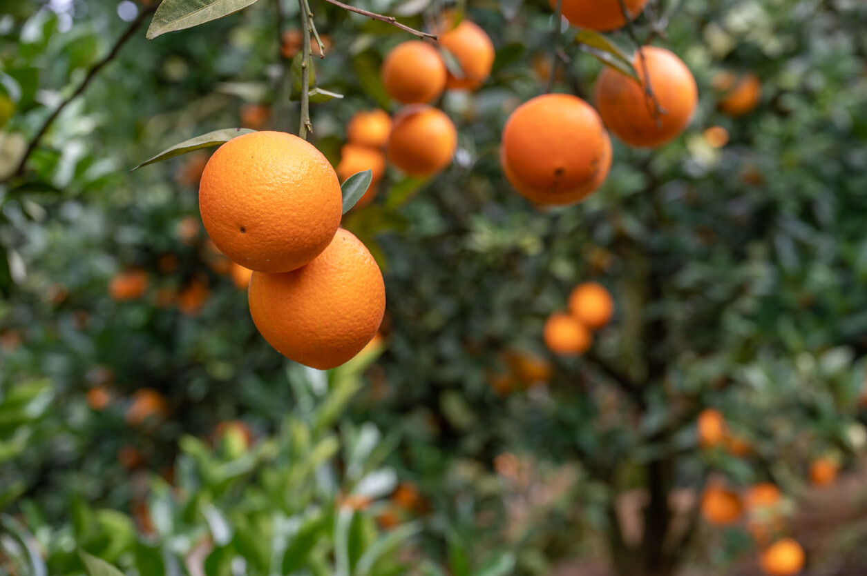 Esta es una de las mejores variedades de naranja valenciana, pero es ...
